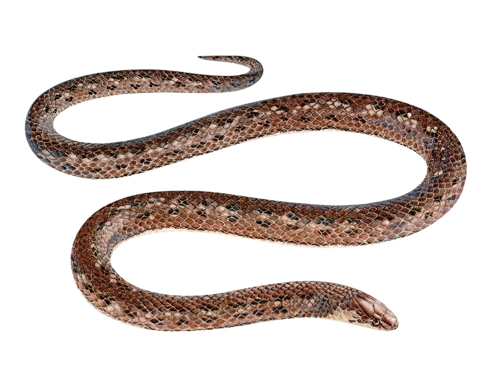 Ground Snakes of Ecuador