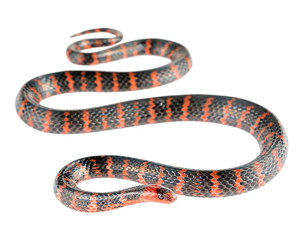 Ground Snakes of Ecuador