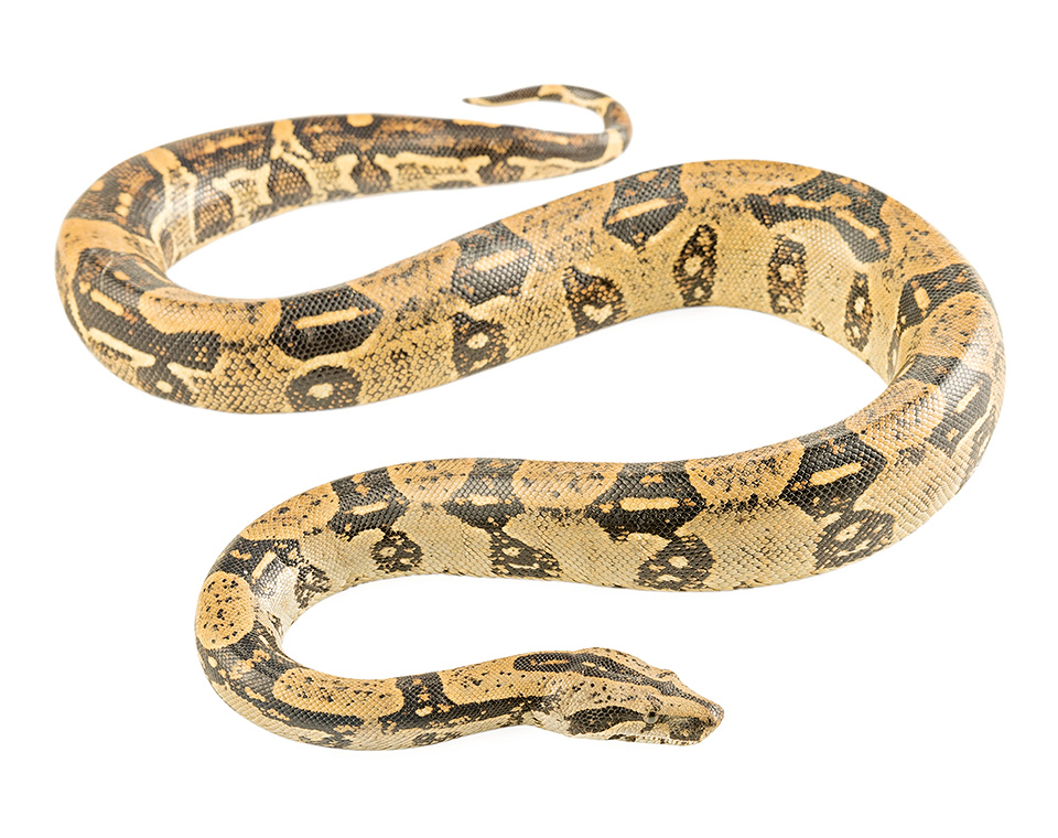 Boas of Ecuador