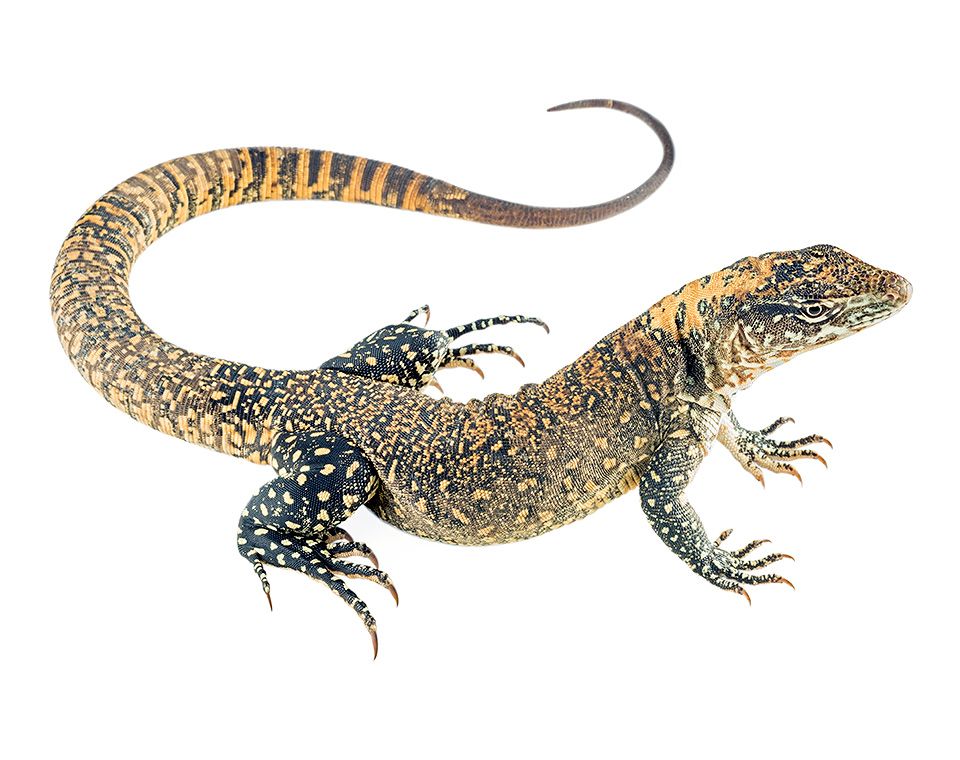 Whiptails of Ecuador