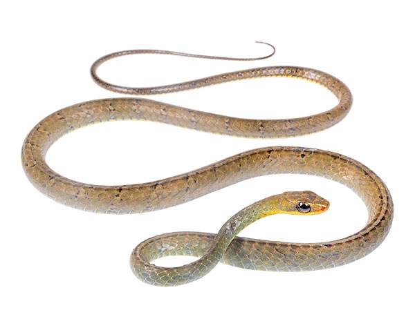 Photos of the Brown Whipsnake (Chironius fuscus)