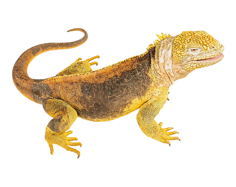 Photos of the Galápagos Land-Iguana (Conolophus subcristatus)