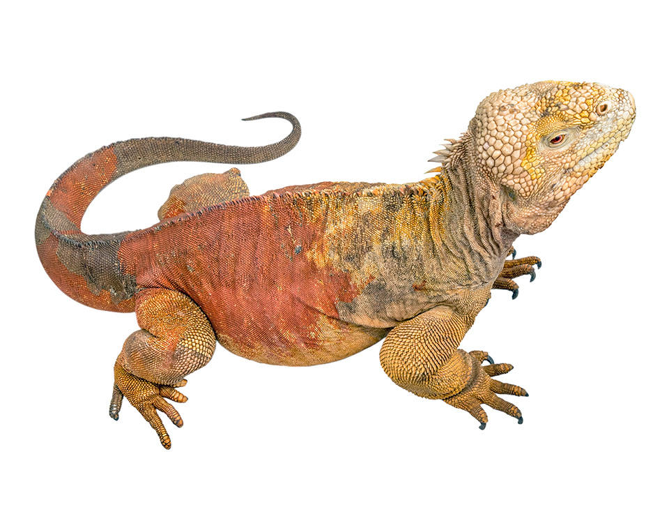 Photos of the Galápagos Land-Iguana (Conolophus subcristatus)