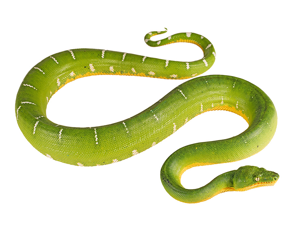 Boas of Ecuador