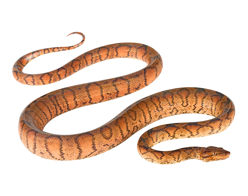 Boas of Ecuador