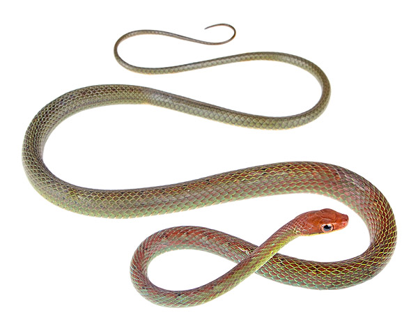 Drab-headed Forest-Racer (Dendrophidion prolixum)