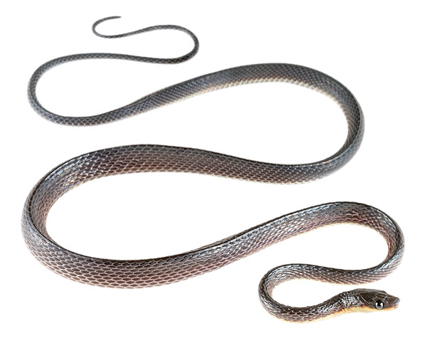 Humpback Shadow-Snake (Diaphorolepis wagneri)
