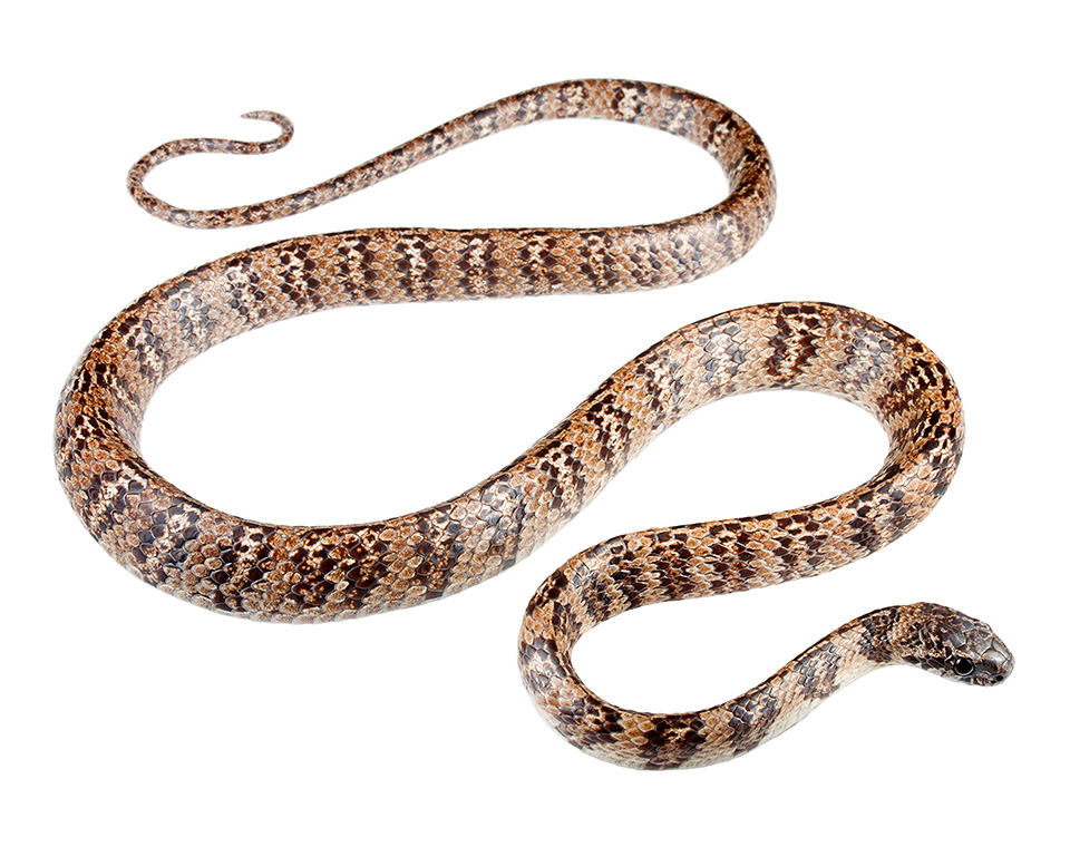 Snail-eating snakes of Ecuador