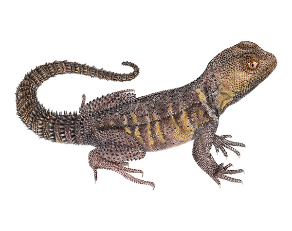 Dwarf Iguanas of Ecuador