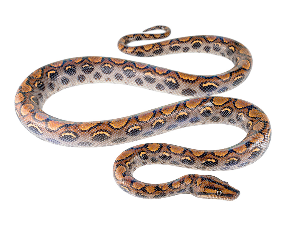 Boas of Ecuador