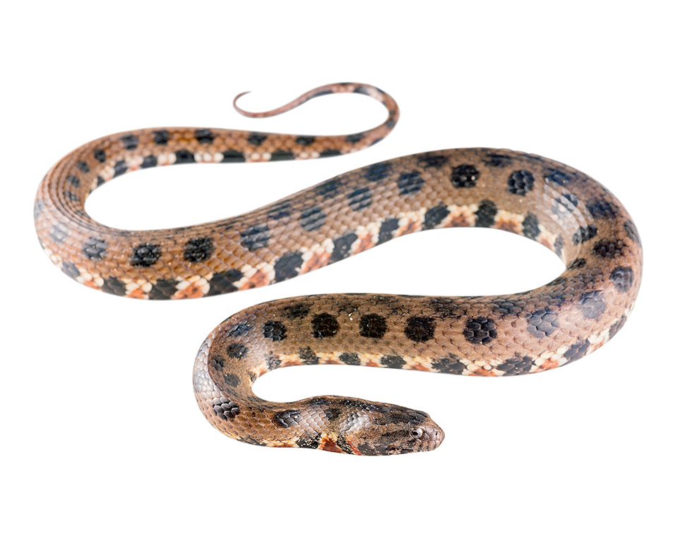 Watersnakes of Ecuador