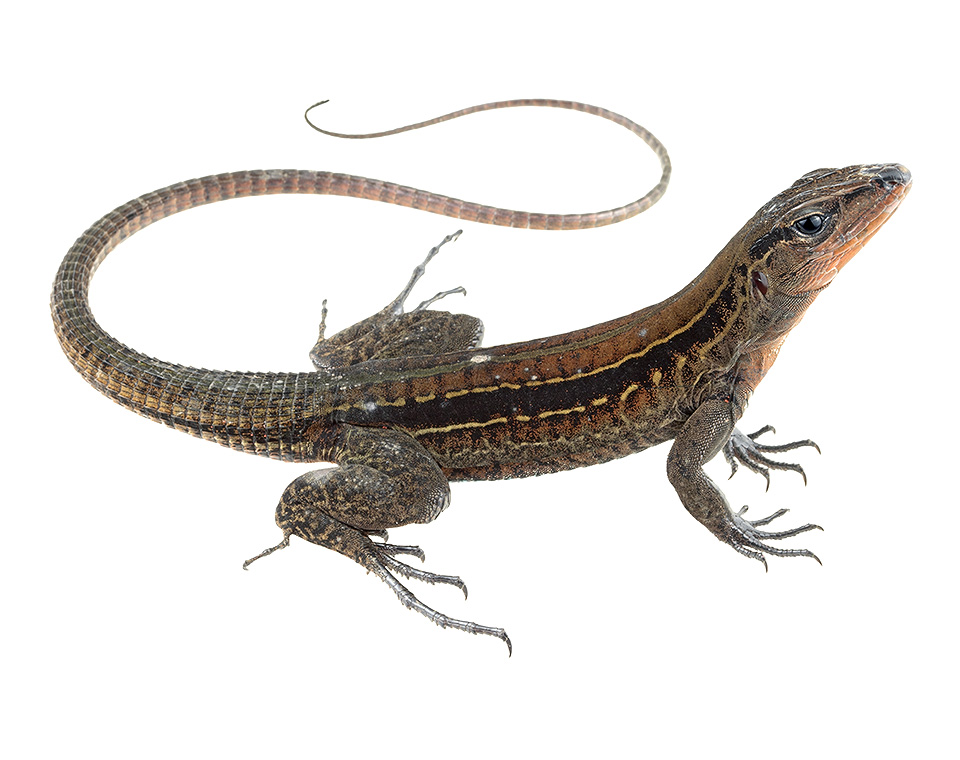 Whiptails of Ecuador