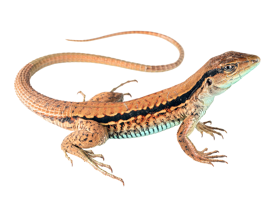 Whiptails of Ecuador