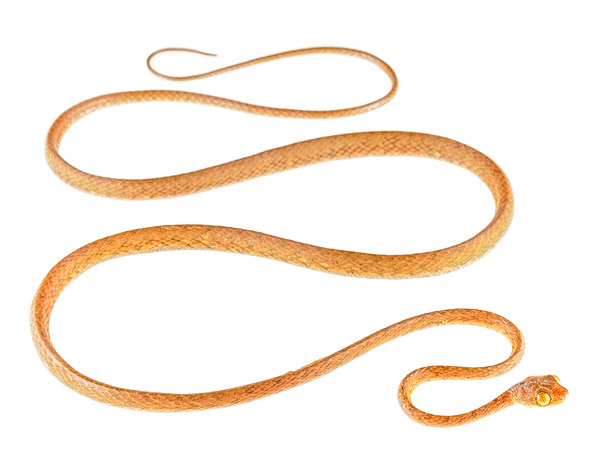 Yellow Blunt-headed Snake (Imantodes inornatus)