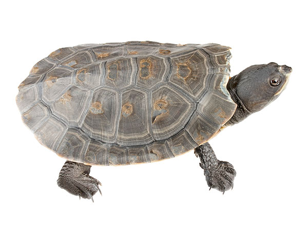 Photos of the Amazon Toad-headed Turtle (Mesoclemmys raniceps)