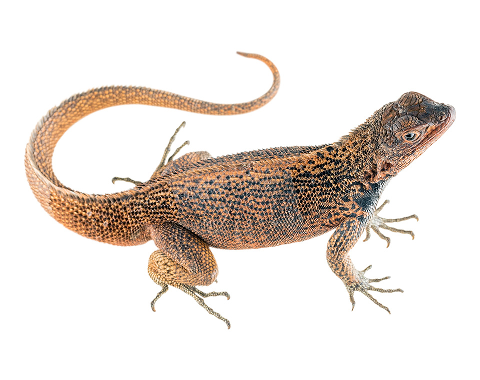 Lava Lizards of Ecuador