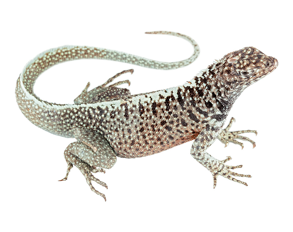 Lava Lizards of Ecuador