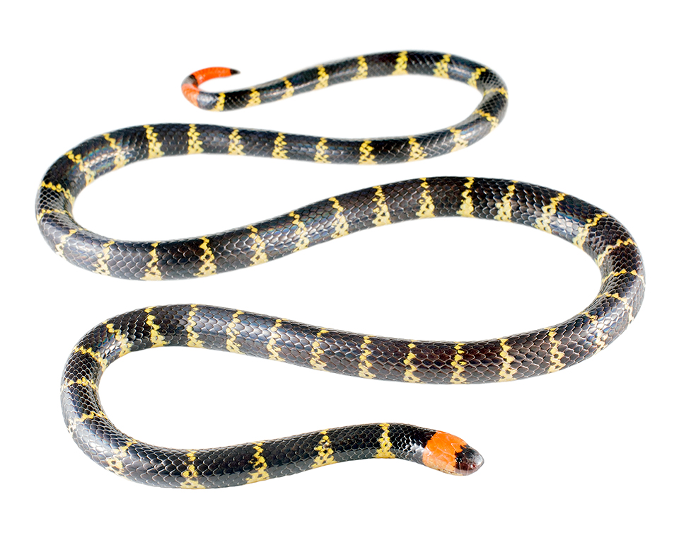 Coralsnakes of Ecuador
