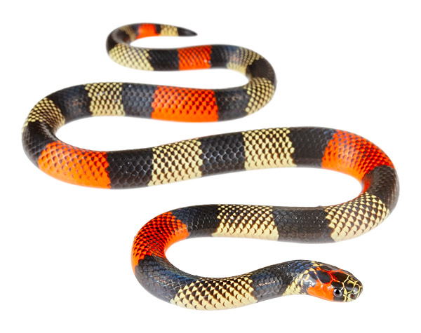 Coralsnakes of Ecuador