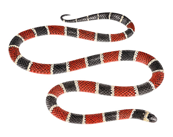 Coralsnakes of Ecuador