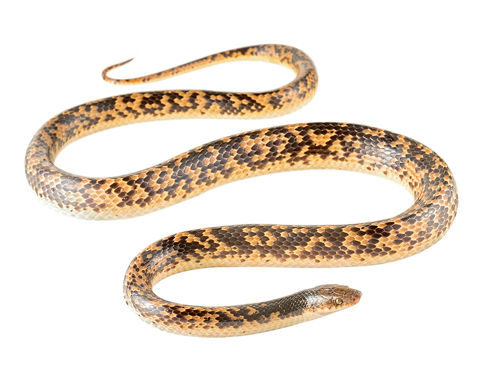 Flame Snakes of Ecuador