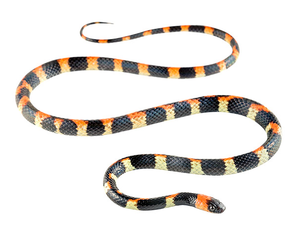 Flame Snakes of Ecuador