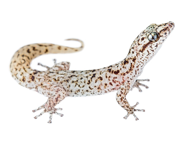 Leaf-toed Geckos of Ecuador