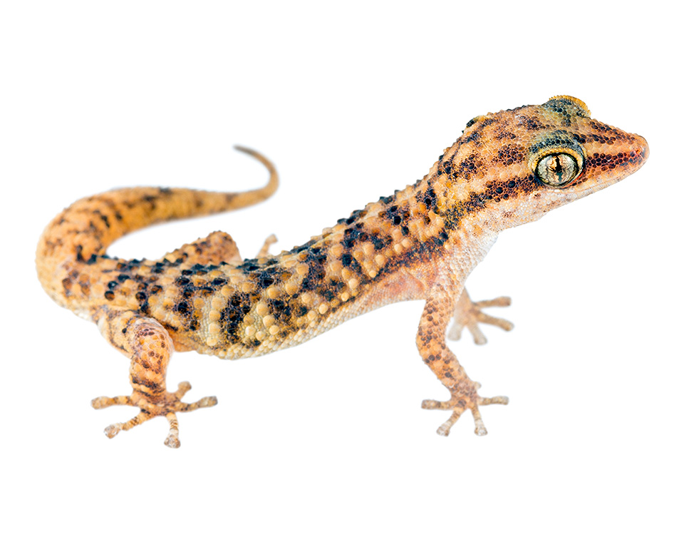 Leaf-toed Geckos of Ecuador