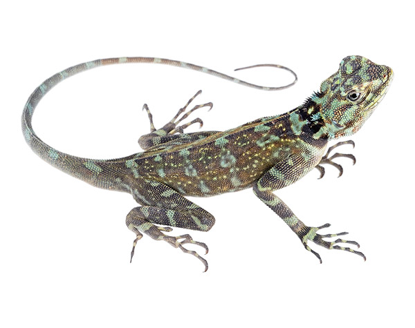 Photos of the Collared Tree-Runner (Plica plica)