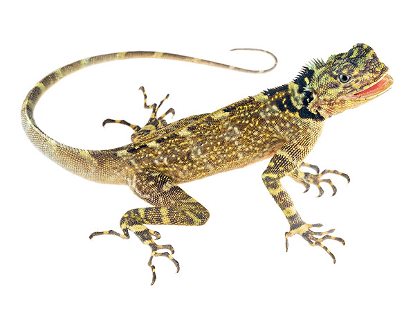 Photos of the Collared Tree-Runner (Plica plica)