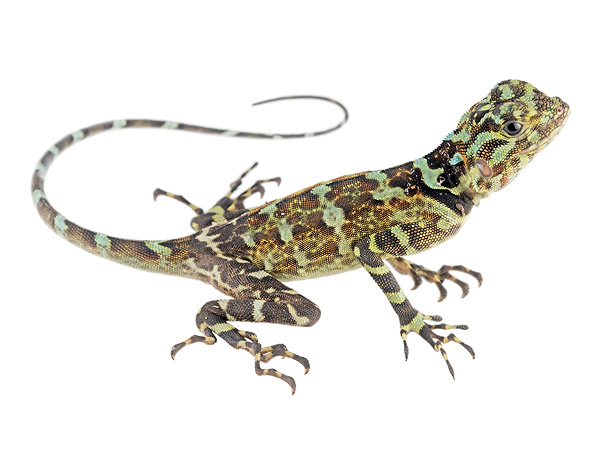 Photos of the Collared Tree-Runner (Plica plica)