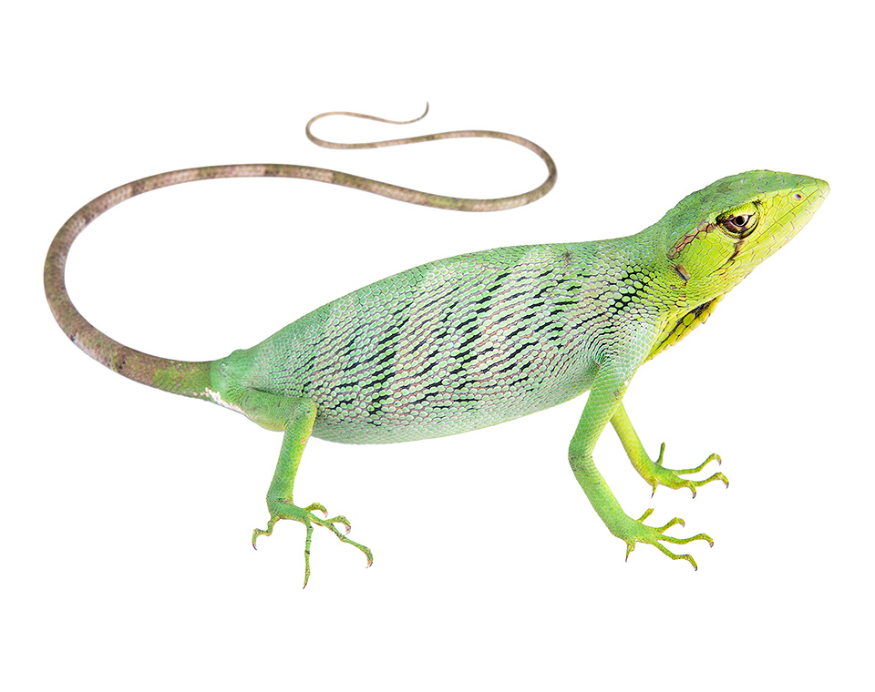 Bush Anoles of Ecuador