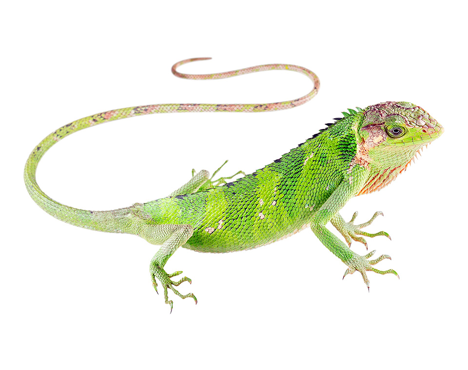 Bush Anoles of Ecuador