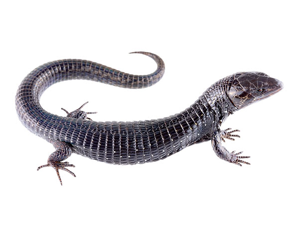 Photos of the Coloma’s Lightbulb-Lizard (Riama colomaromani)