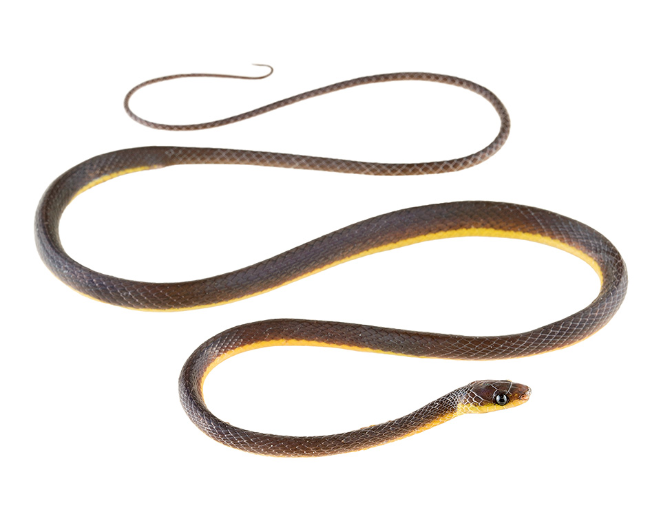 Shadow Snakes of Ecuador