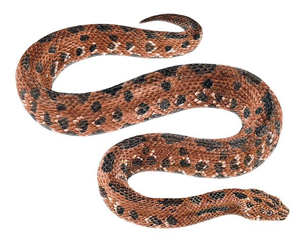 Dwarf Boas of Ecuador
