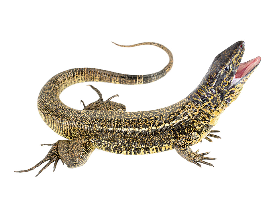 Whiptails of Ecuador